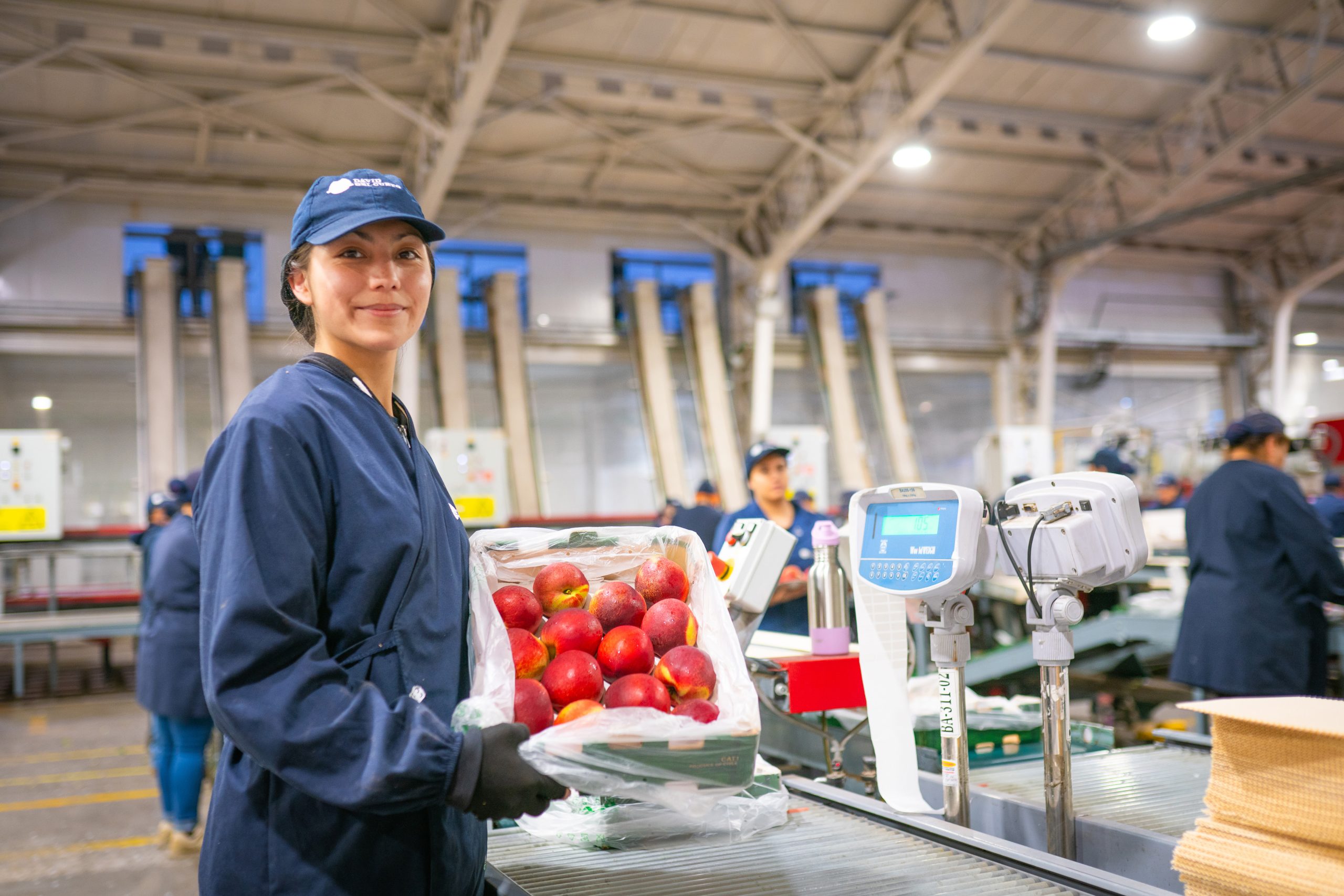 Sobre Nosotros - David Del Curto | Líder en el negocio de exportación ...