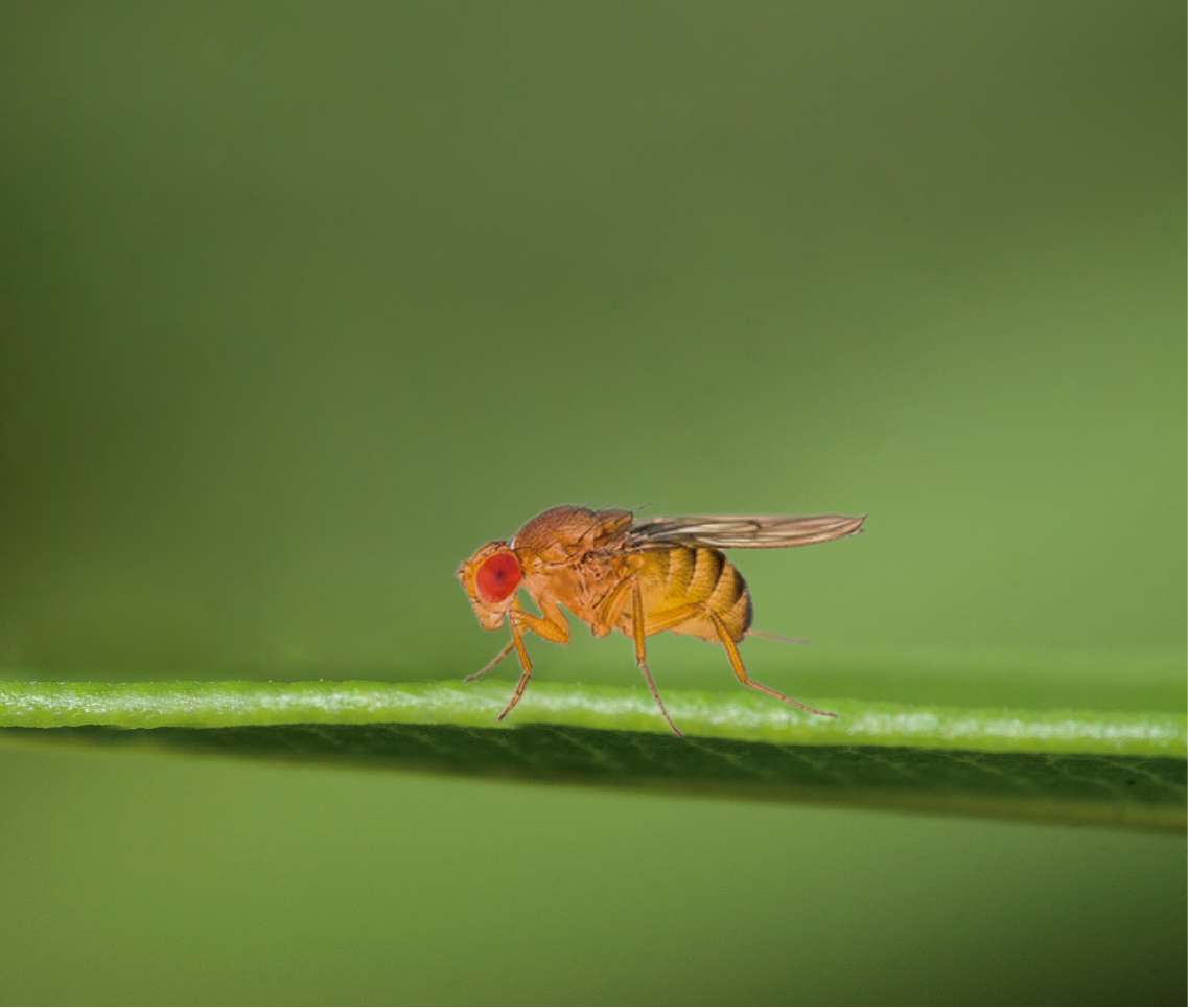 Tackling the Fruit Fly Challenge - David Del Curto | Líder en el ...