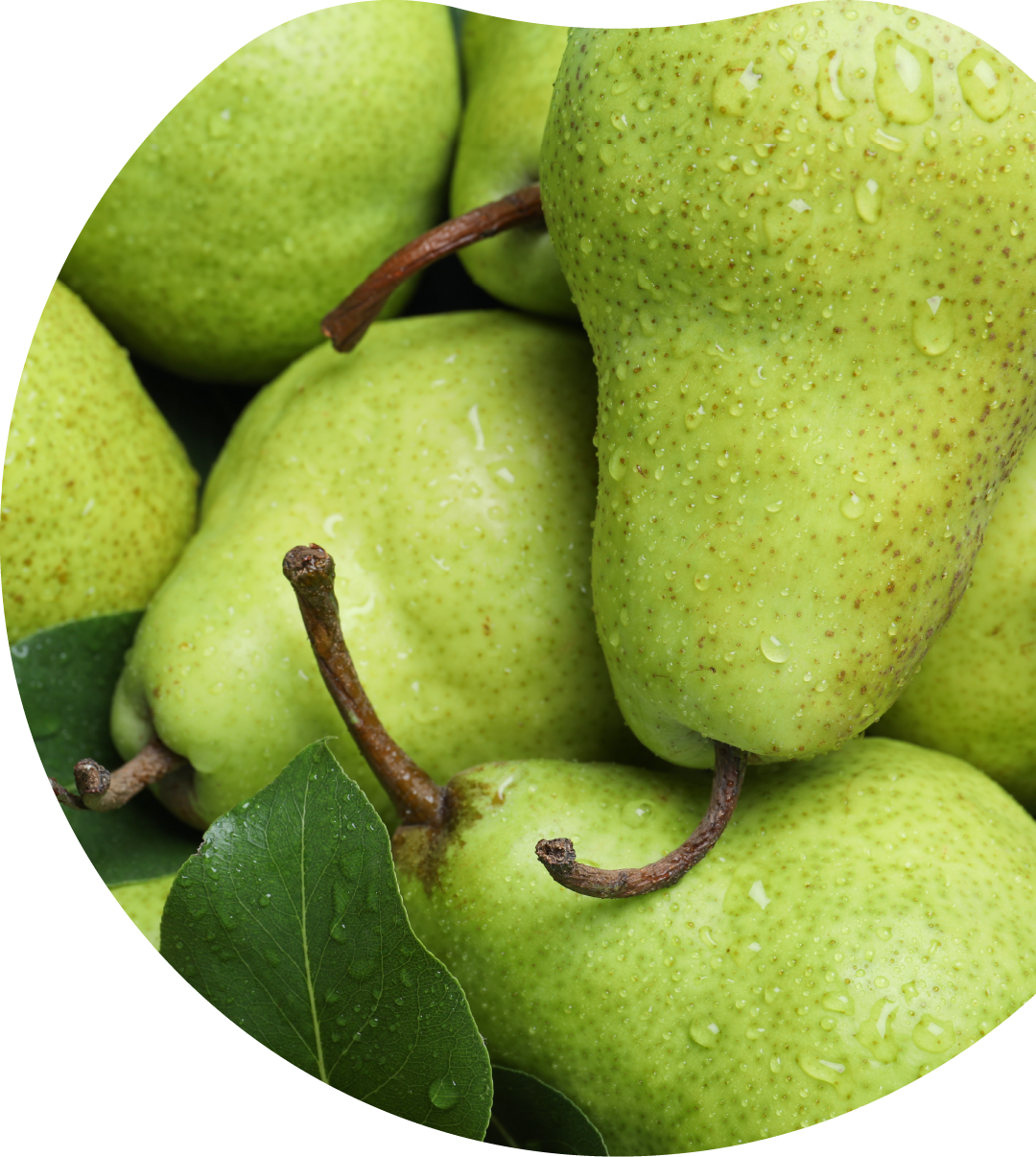 Inicio - David Del Curto | Líder en el negocio de exportación de fruta