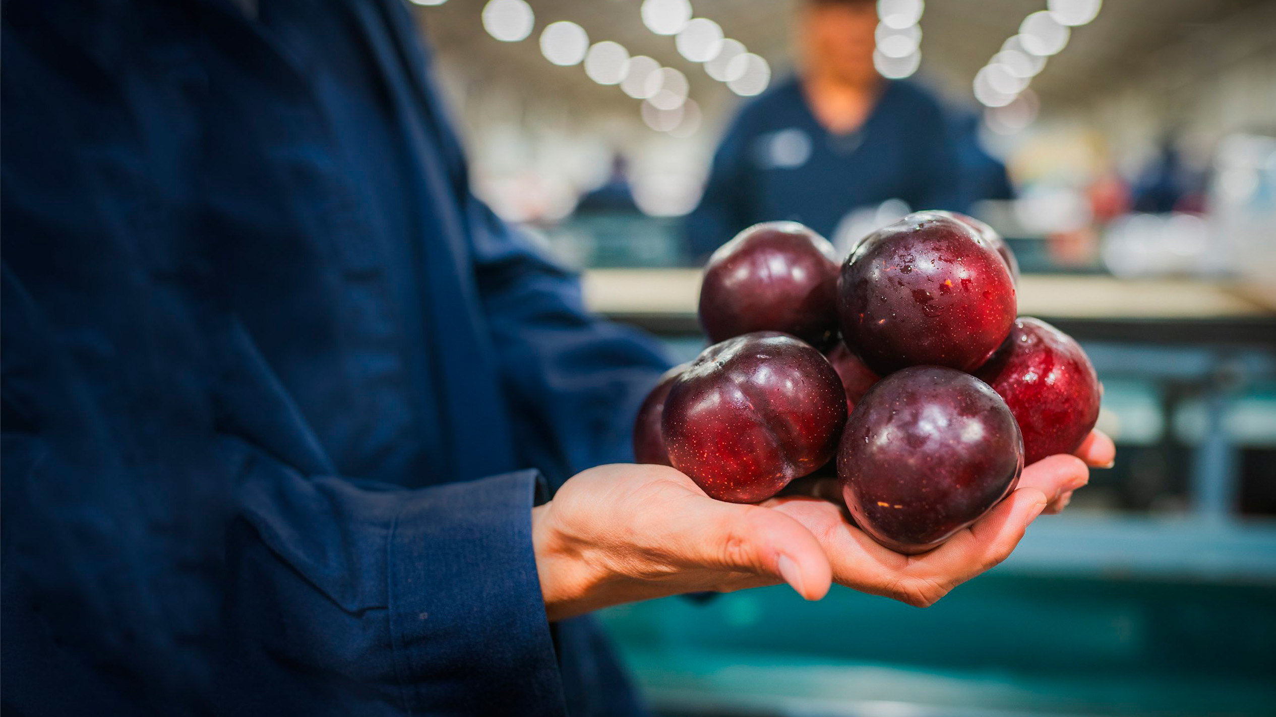 Inicio - David Del Curto | Líder en el negocio de exportación de fruta