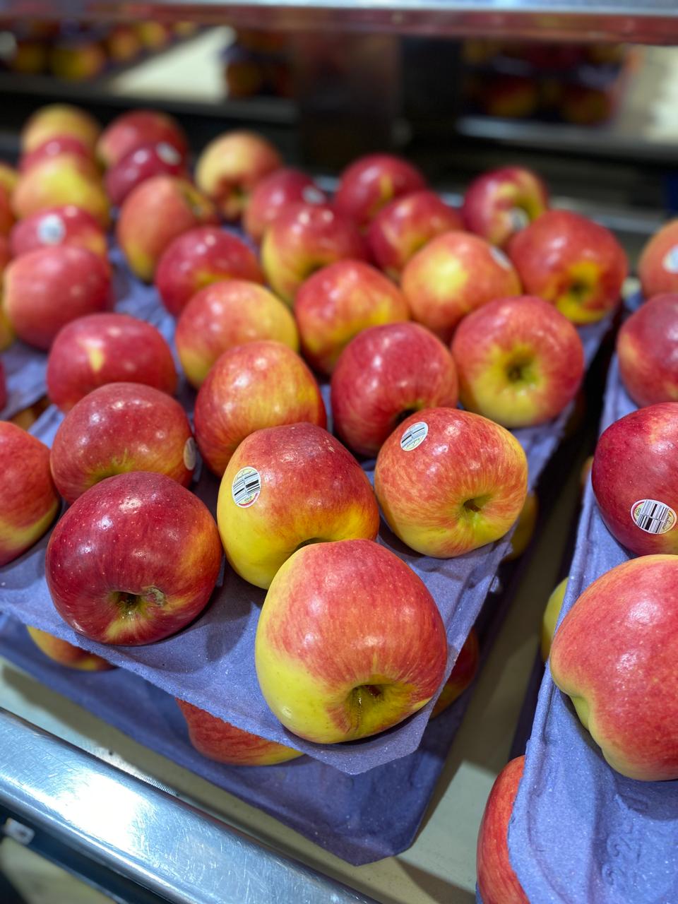 Inicio - David Del Curto | Líder en el negocio de exportación de fruta